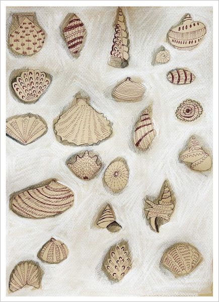 Shells – Lima & Co